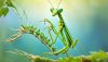 Praying Mantis Spiritual Symbolism Explained - Spiritual Center