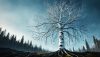 Birch Tree Symbolism Spiritual | Deep Meanings - Spiritual Center