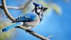 Blue Jay Spiritual Symbolism Explained - Spiritual Center